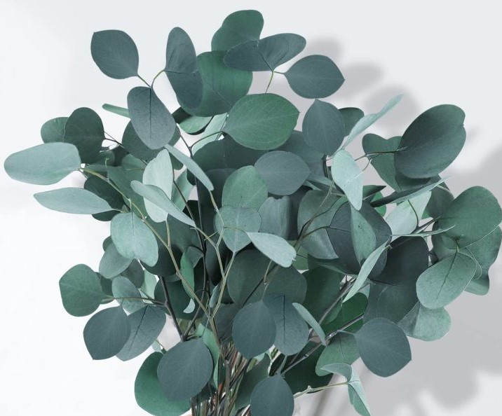 Eucalyptus Silver Dollar Greenery - Toronto Bulk Flowers | Wholesale