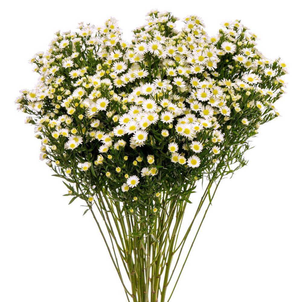 Aster White | Bulk - Whoelsae Flowers & Roses Toronto