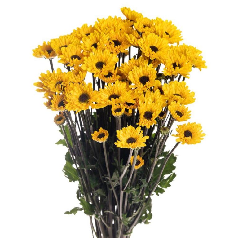 Stephanotis Flower - Toronto Bulk Flowers | Wholesale