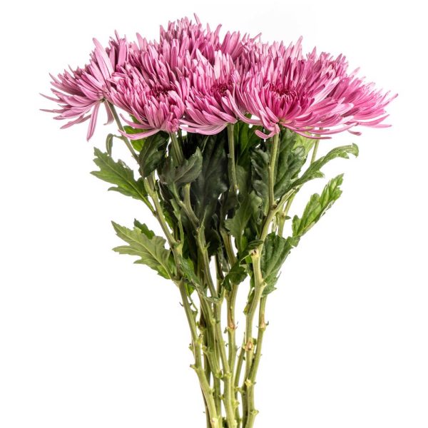 Chrysanthemum Single Spider Anastasia Lavender