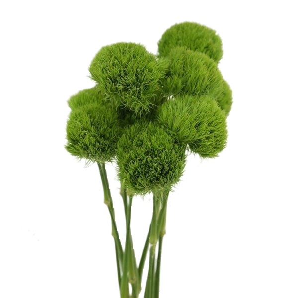 Green Dianthus - Toronto Bulk Flowers Markham Onario Canada