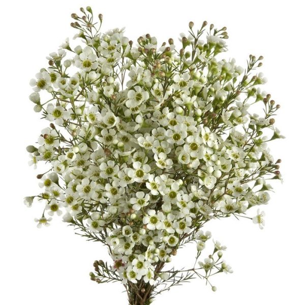 Gypsophila Baby's Breath - Toronto Bulk Flowers Wholesale Flower, Roses