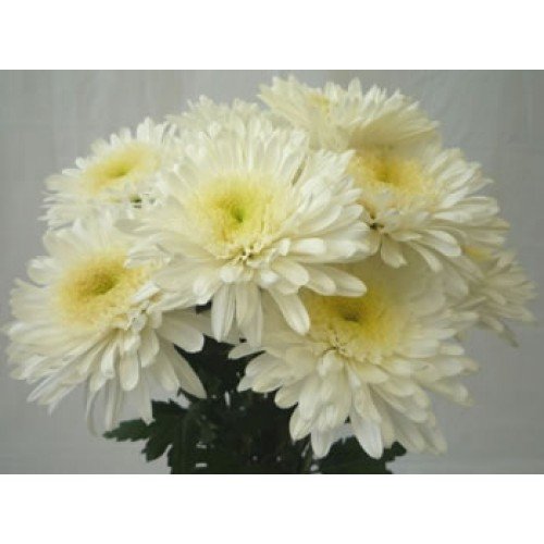 Cremon Flower Meaning | Best Flower Site
