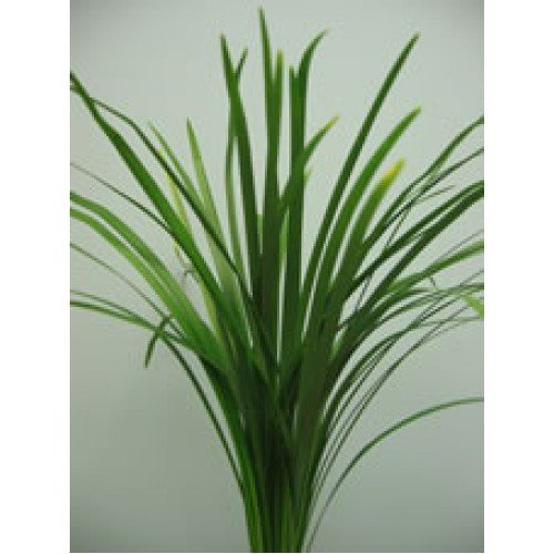 Lily Grass Greenery - Toronto Bulk Flowers