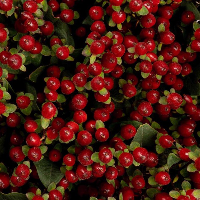 Italian Ruscus - Toronto Bulk Flowers Markham Ontario Canada