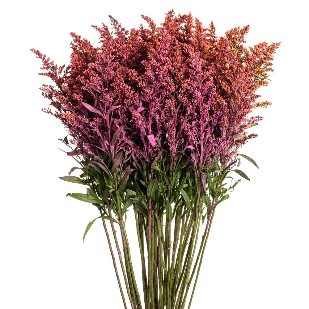 Tinted Pink Solidago-10 Stems-Only Pickup - Toronto Bulk Flowers