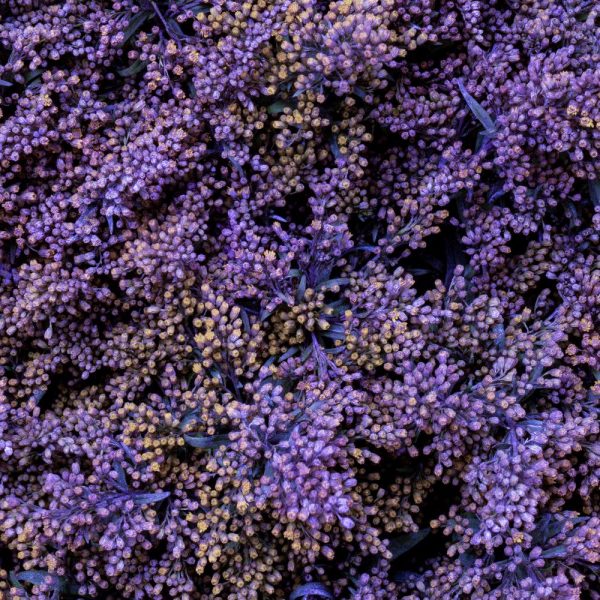 Asparagus Sprengeri Fern - The Best Greenery by Toronto Bulk Flowers