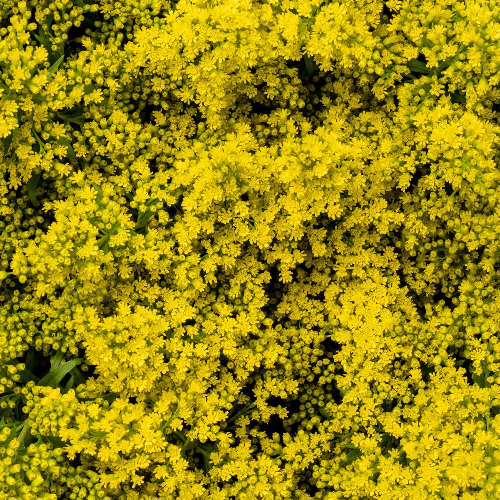 Asparagus Sprengeri Fern - The Best Greenery by Toronto Bulk Flowers