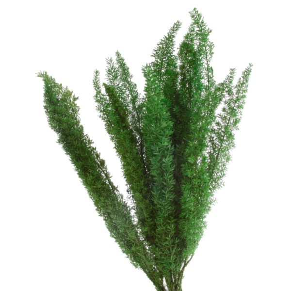 Asparagus Sprengeri Fern - The Best Greenery by Toronto Bulk Flowers