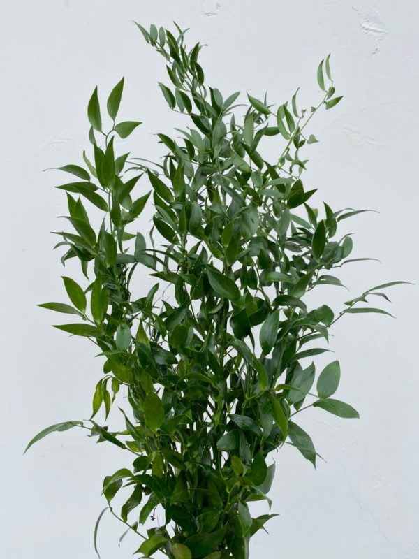 Italian Ruscus - Toronto Bulk Flowers Markham Ontario Canada