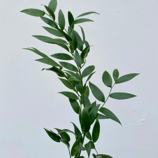 Italian Ruscus - Toronto Bulk Flowers Markham Ontario Canada