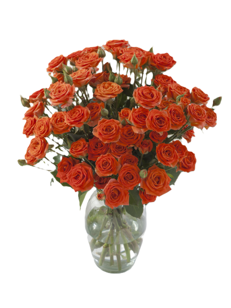 Orange Spray Roses - Toronto Bulk Flowers