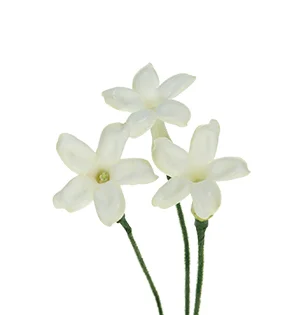 Stephanotis Flower - Toronto Bulk Flowers | Wholesale