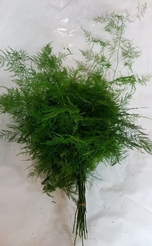 Plumosa Fern Greenery - Toronto Bulk Flowers Markham | Canada