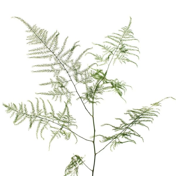 Asparagus Sprengeri Fern - The Best Greenery by Toronto Bulk Flowers