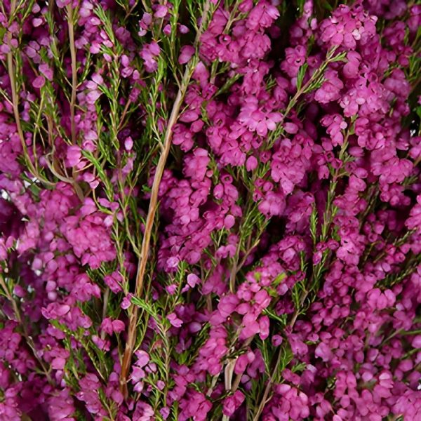 Heather Flower Pink Fillers | Toronto Bulk Flowers | Wholesale Roses
