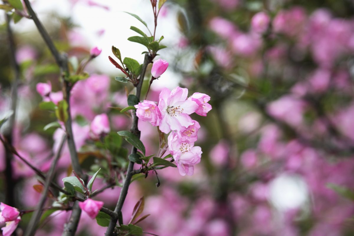 Flowers Make The First Day Of Spring Memorable - Toronto Bulk Flowers