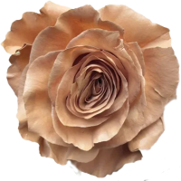 Selene Rose – Toronto Bulk Flowers