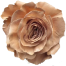 Selene Rose – Toronto Bulk Flowers