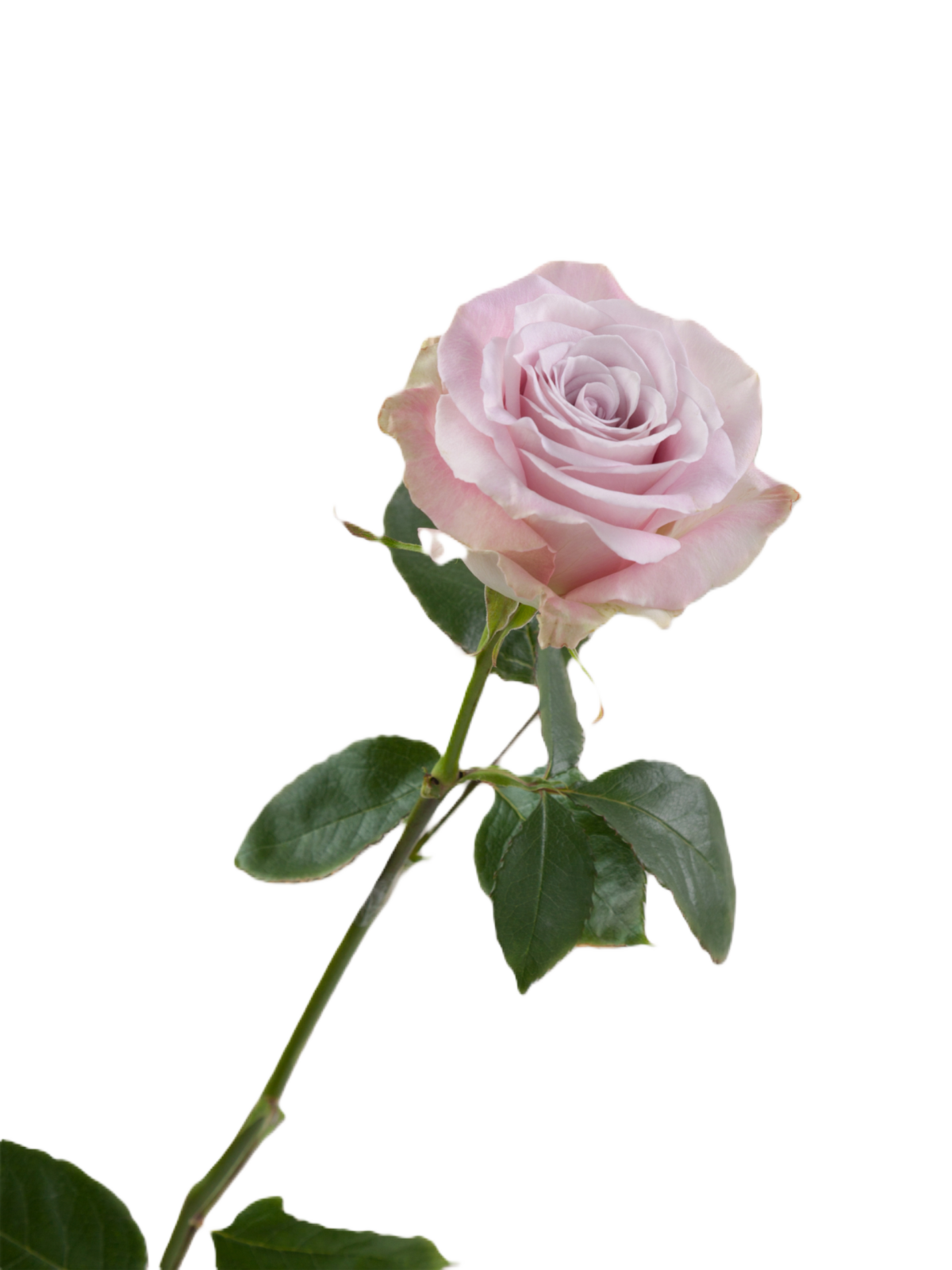Rose Faith An Exquisite Flower By Toronto Bulk Flowers Canada