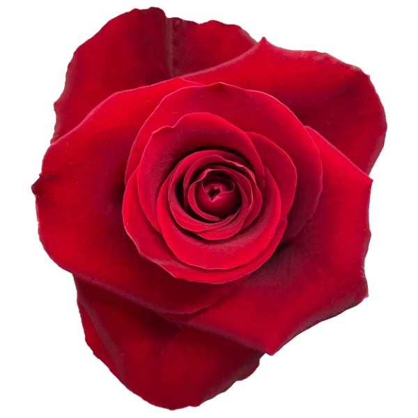 Red Roses - Scarlatta - Toronto Bulk Flowers Wholesale Rose Canada