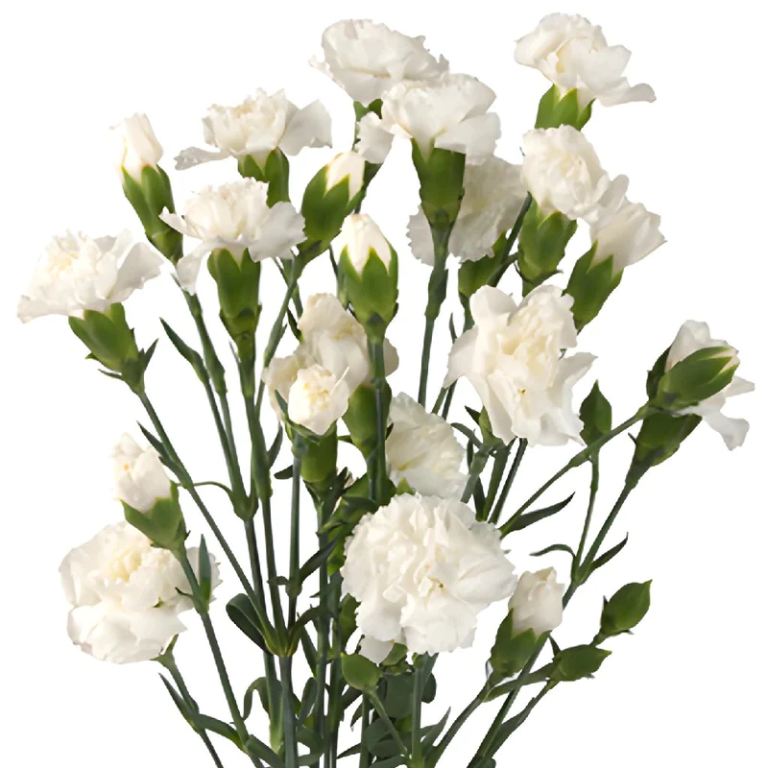 Mini Carnations - White - Toronto Bulk Flowers