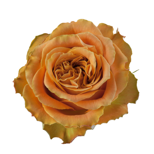 Copper Kiss Rose - Coffee Color - Toronto Bulk Flowers