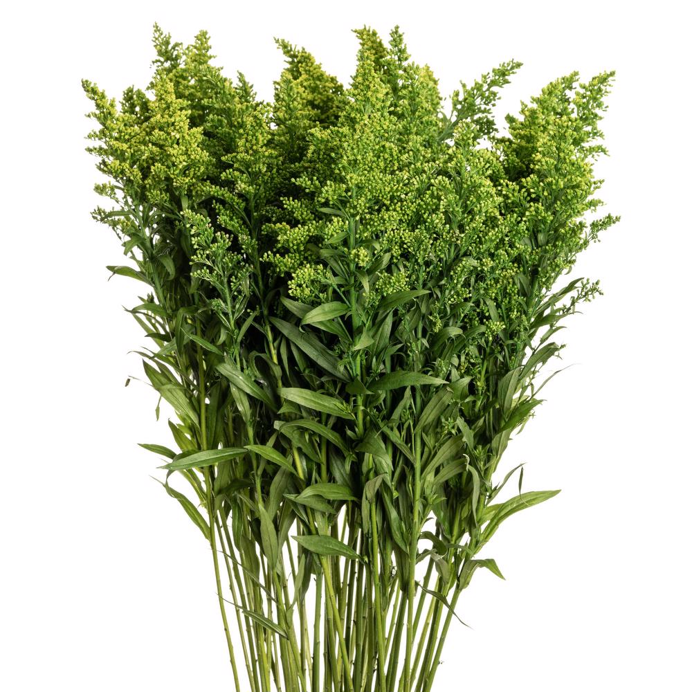 Asparagus Sprengeri Fern - The Best Greenery by Toronto Bulk Flowers