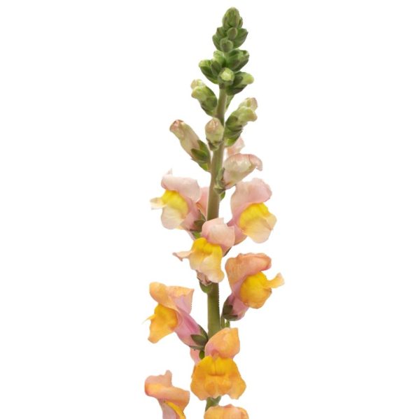 Orange Snapdragon Flowers - Toronto Bulk Flower | Wholesale