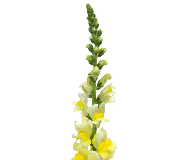 Yellow Snapdragon Flowers - Toronto Bulk Flower | Wholesale