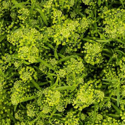Lepidium - Toronto Bulk Flowers