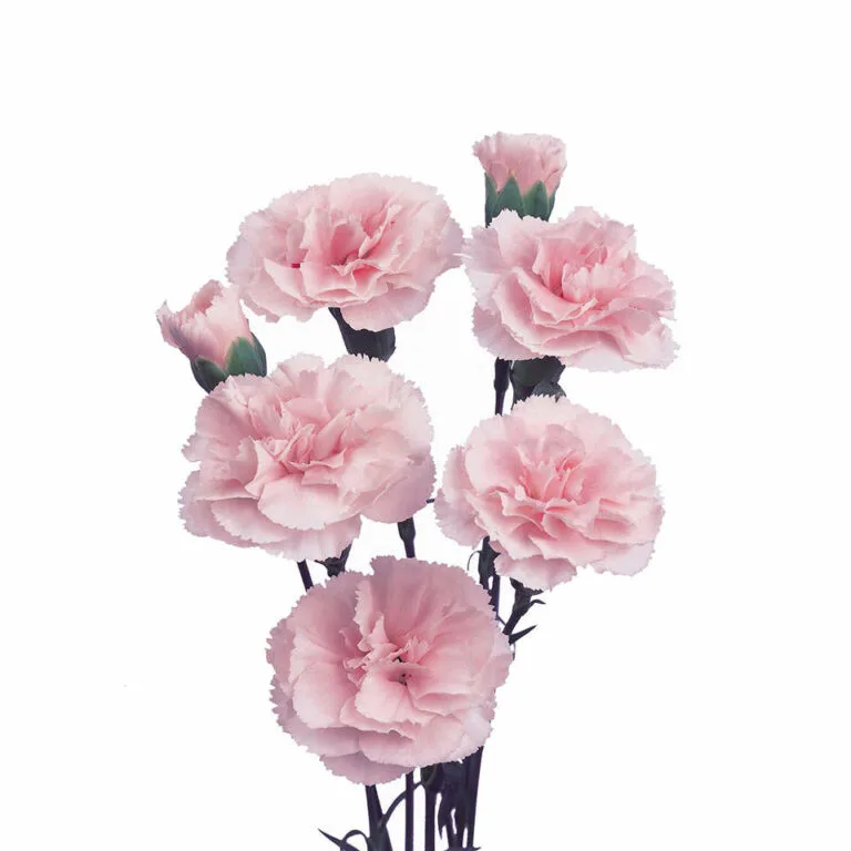 Mini Carnations-Light Pink-10 Stems - Toronto Bulk Flowers Wholesale to ...